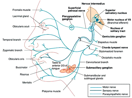 Facial nerve - RME